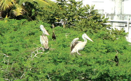 Madras Musings - We care for Madras that is Chennai